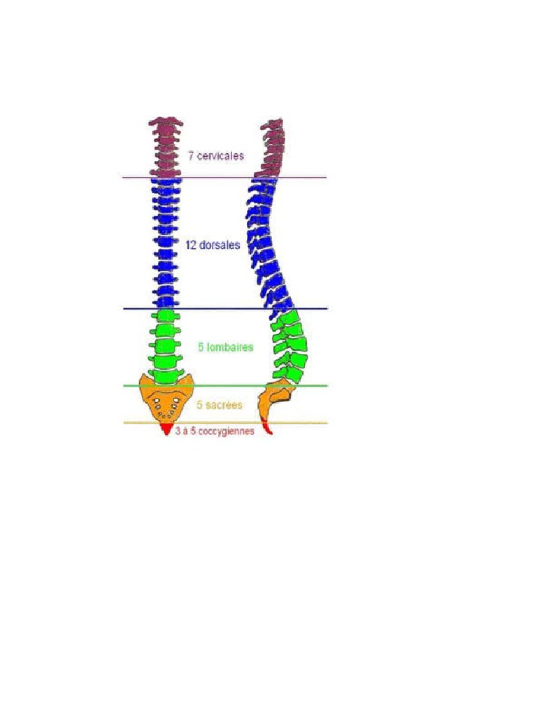 Session 1 : Presentation De La Colonne Vertebrale – AADZQ