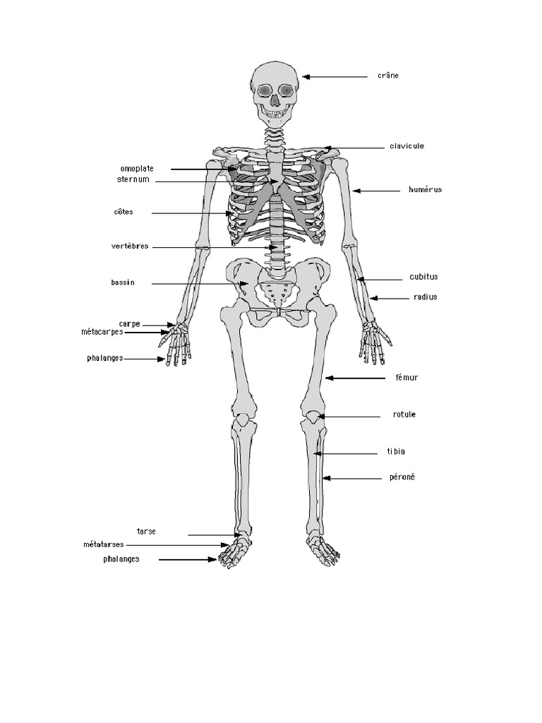 Le Squelette - Presentation Generale | PDF