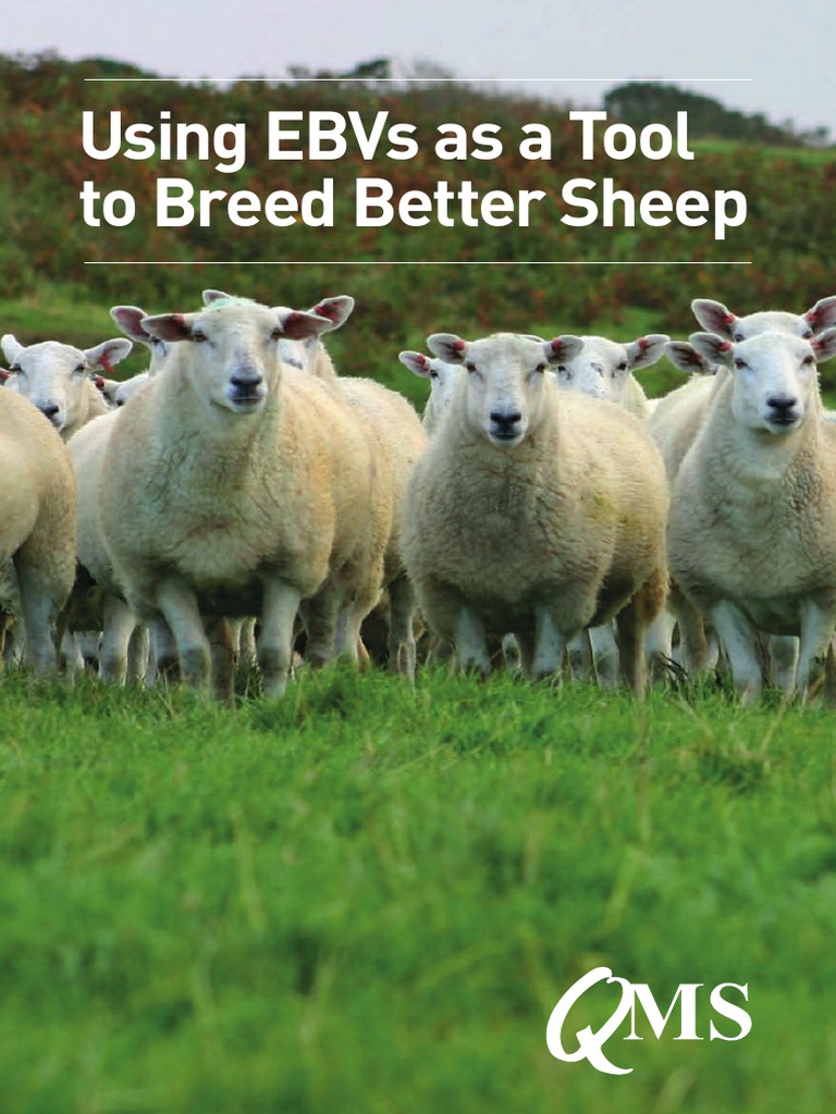Using Ebvs As A Tool To Breed Better Sheep | PDF | Sheep | Selective ...