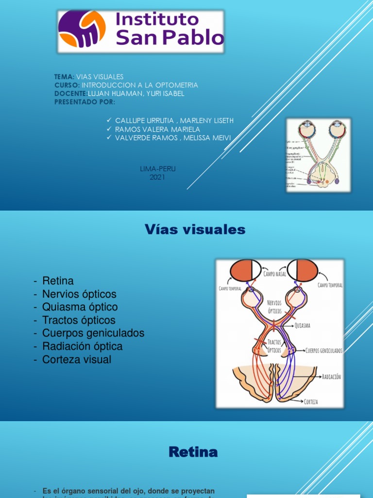 Vias Visuales Final | PDF | Percepción visual | Corteza visual