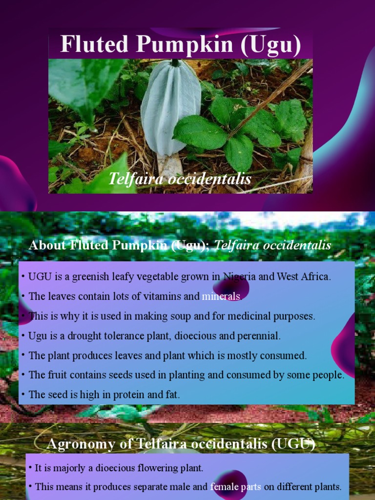 Fluted Pumpkin (Ugu) : Telfaira Occidentalis | PDF | Crops | Edible Plants