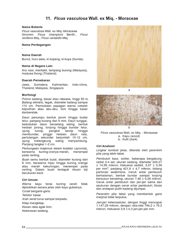 Ficus Vasculosa: Ciri dan Kegunaan Kayu | PDF