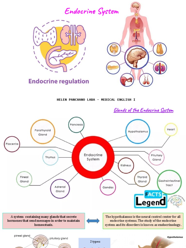 Medical English - Endocrine System | PDF | Wellness