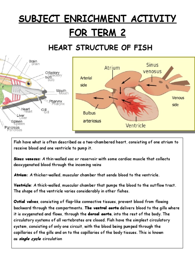 Subject Enrichment Activity For Term 2 | PDF | Atrium (Heart) | Heart