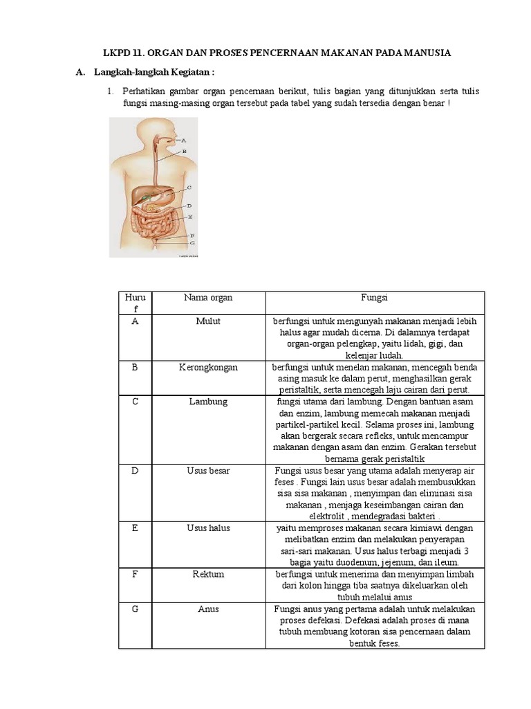 LKPD Pencernaan Manusia | PDF