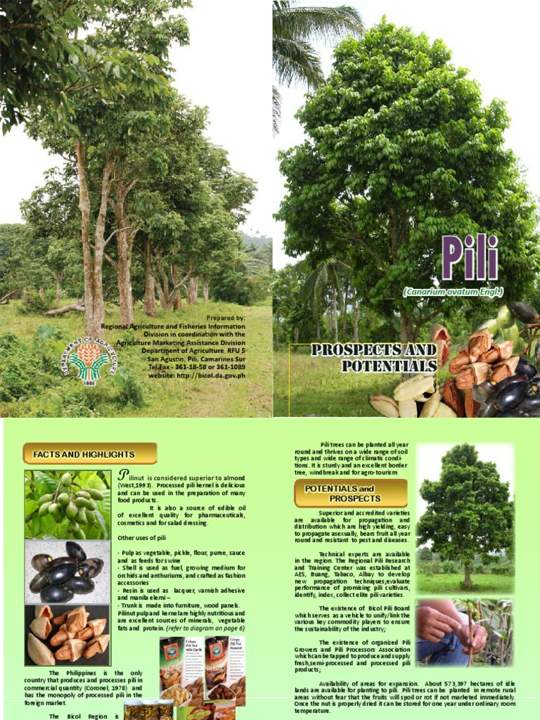 Pili Prospects and Potentials | PDF | Plants | Agriculture
