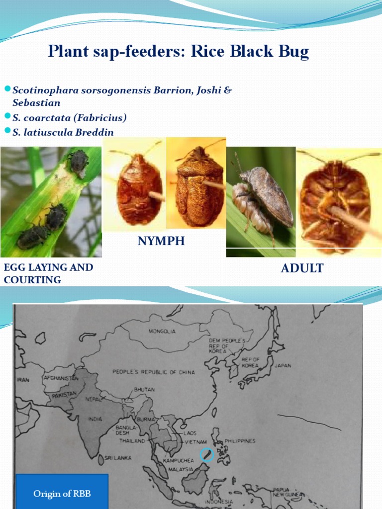 Plant Sap-Feeders: Rice Black Bug: Nymph Adult | PDF | Fungus ...