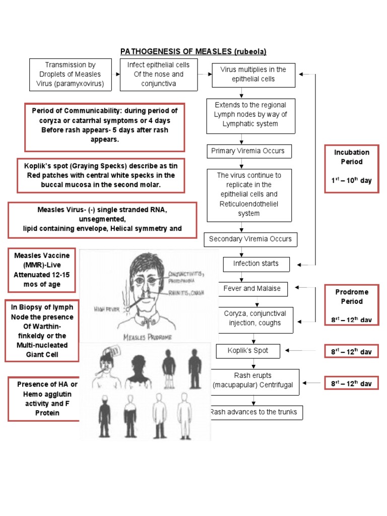 Measles Pathophysiology | PDF | Measles | Virus