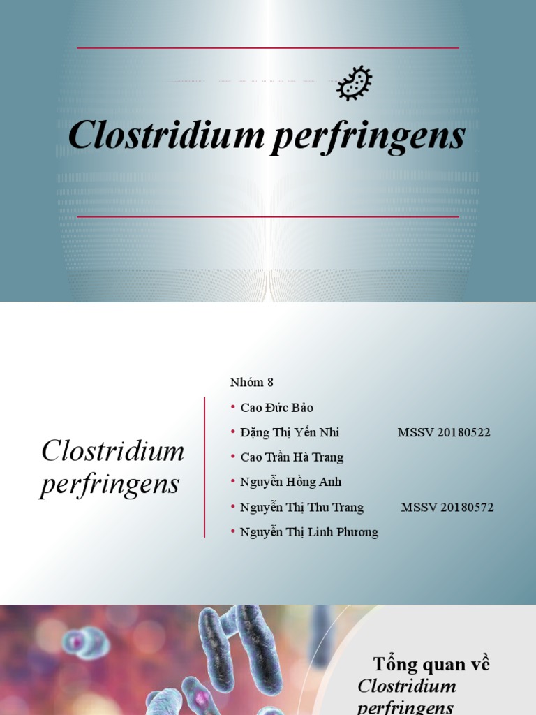 Clostridium Perfringens 1 | PDF