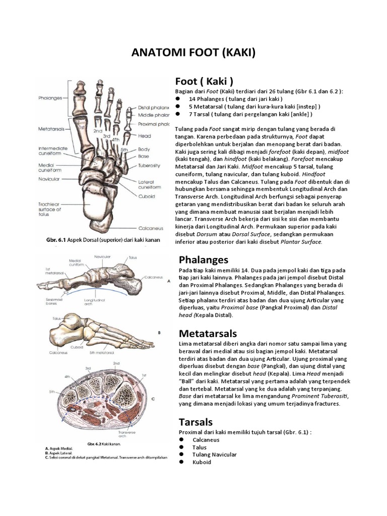 Foot Anatomy | PDF