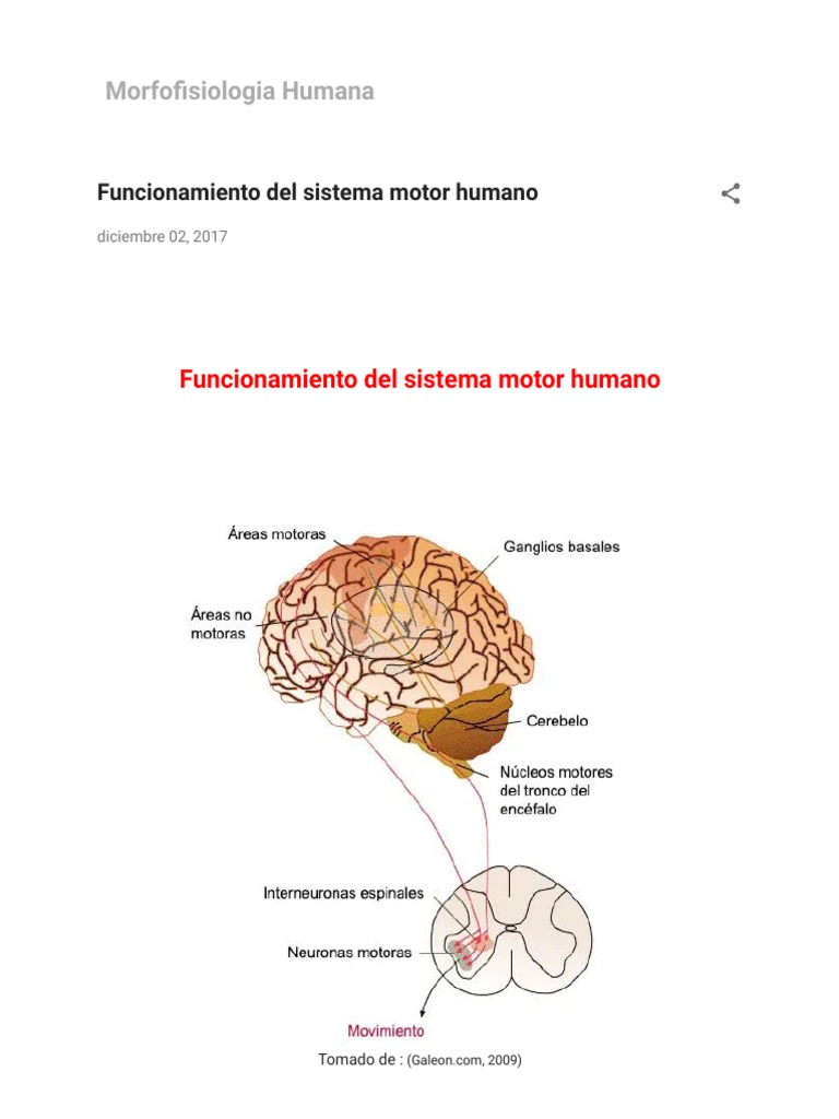 Funcionamiento del Sistema Motor Humano | PDF | Ciencia y matemáticas