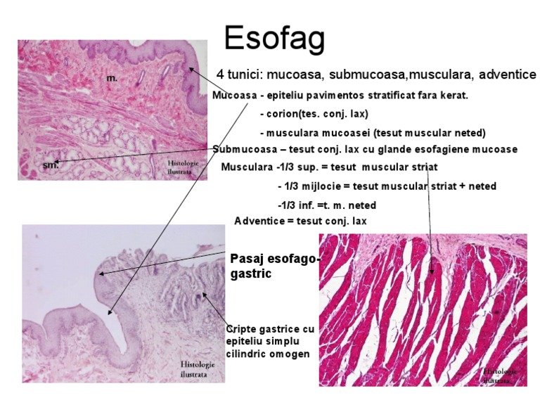Esofag | PDF