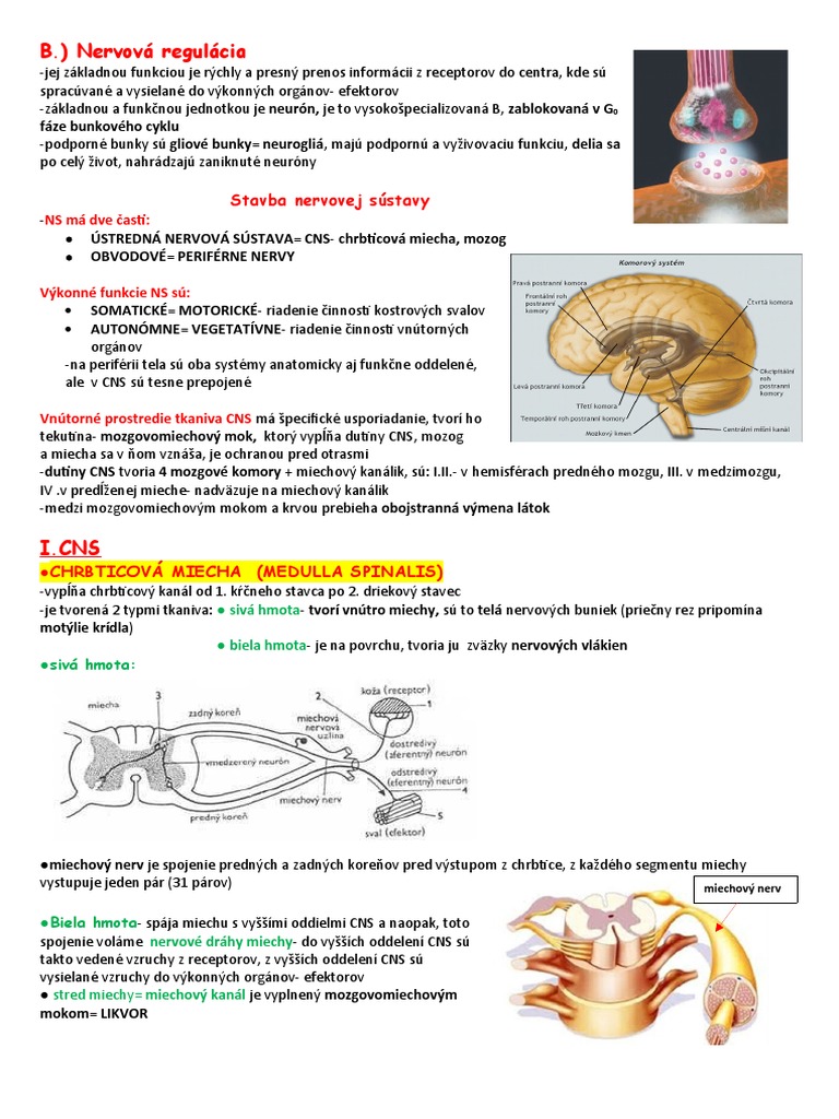 Nervová Sústava | PDF