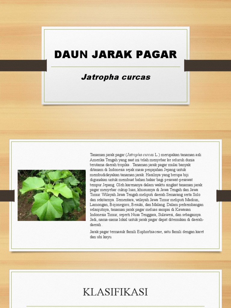 Daun Jarak Pagar | PDF | Sains & Matematika