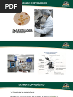 Coprologico, Coproscopico y Coprocultivo | PDF