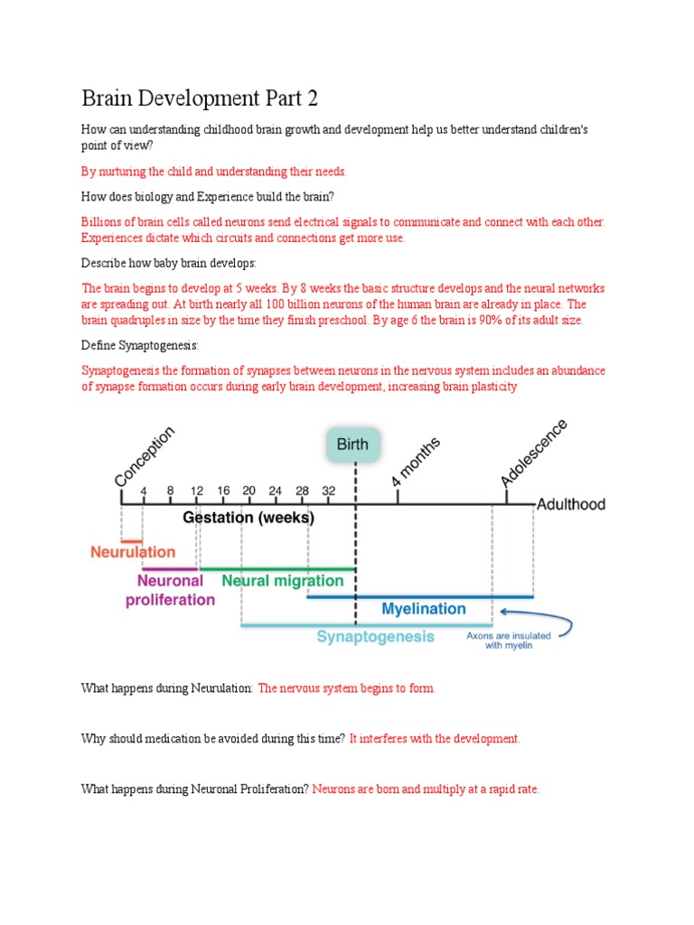Brain Development | PDF | Brain | Neuron
