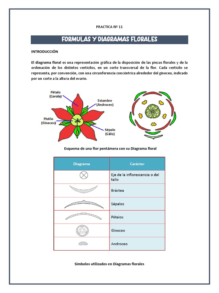 Formulas Y Diagramas Florales | PDF | Flores | Plantas