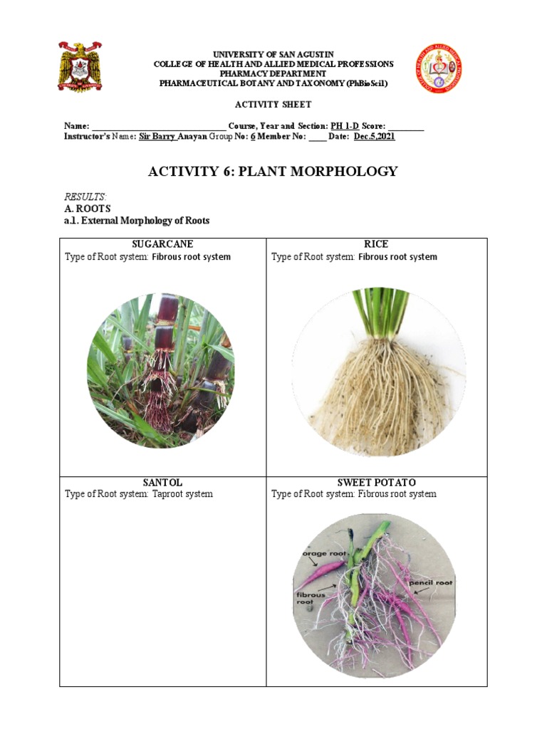 Plant Root Morphology Overview | PDF | Plant Stem | Leaf