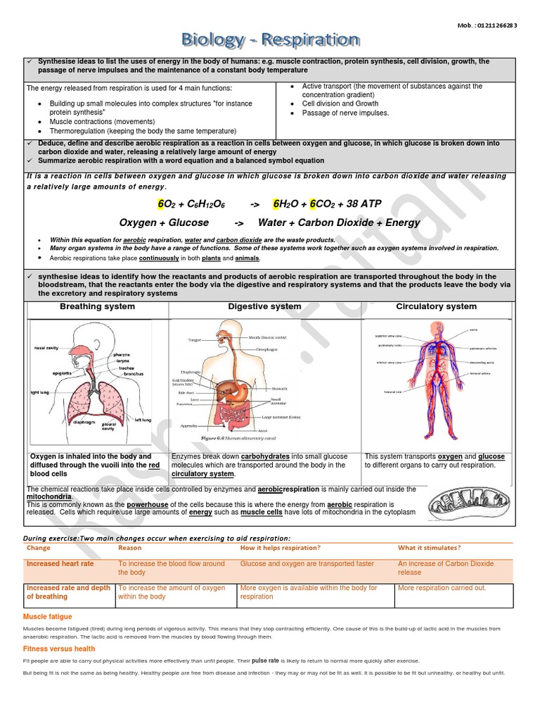 6O + C H O - 6H O + 6co + 38 ATP Oxygen + Glucose - Water + Carbon ...