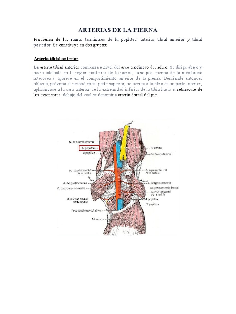 Arterias de La Pierna | PDF | Tejido suave | Anatomía del miembro inferior