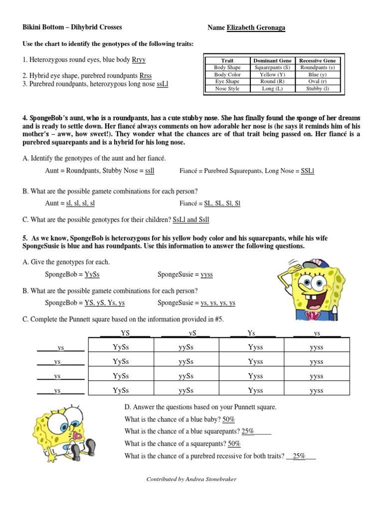 Dihybrid Cross Worksheet Spongebob