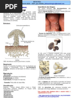 Cruzadinha Sobre Os Fungos PDF | PDF