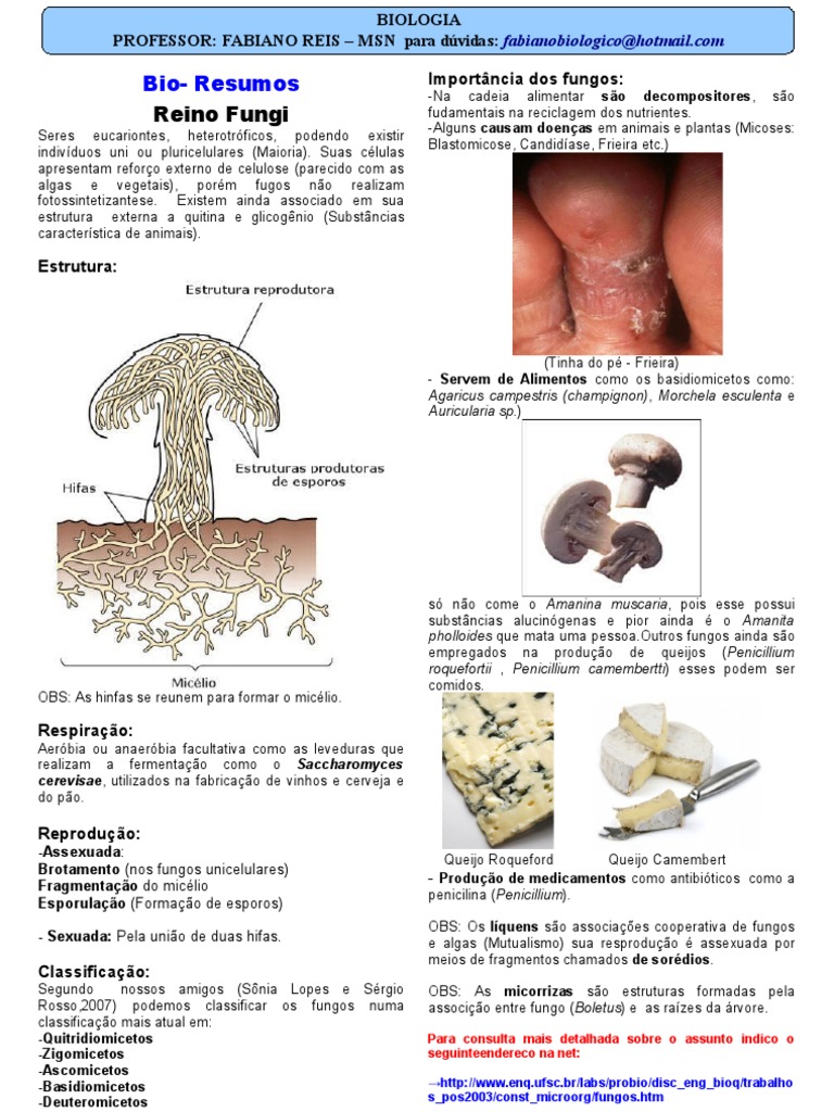 Bio Resumos Reino Fungi | Fungo | Biologia