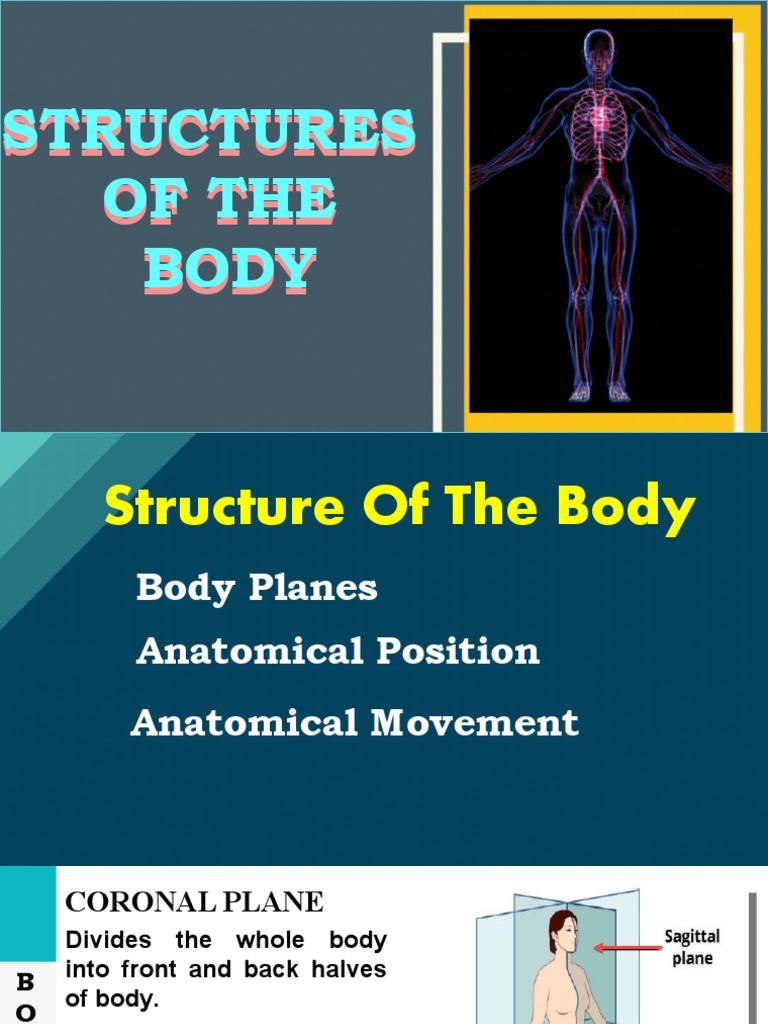 Understanding Anatomical Position and Movement | PDF | Anatomical Terms ...