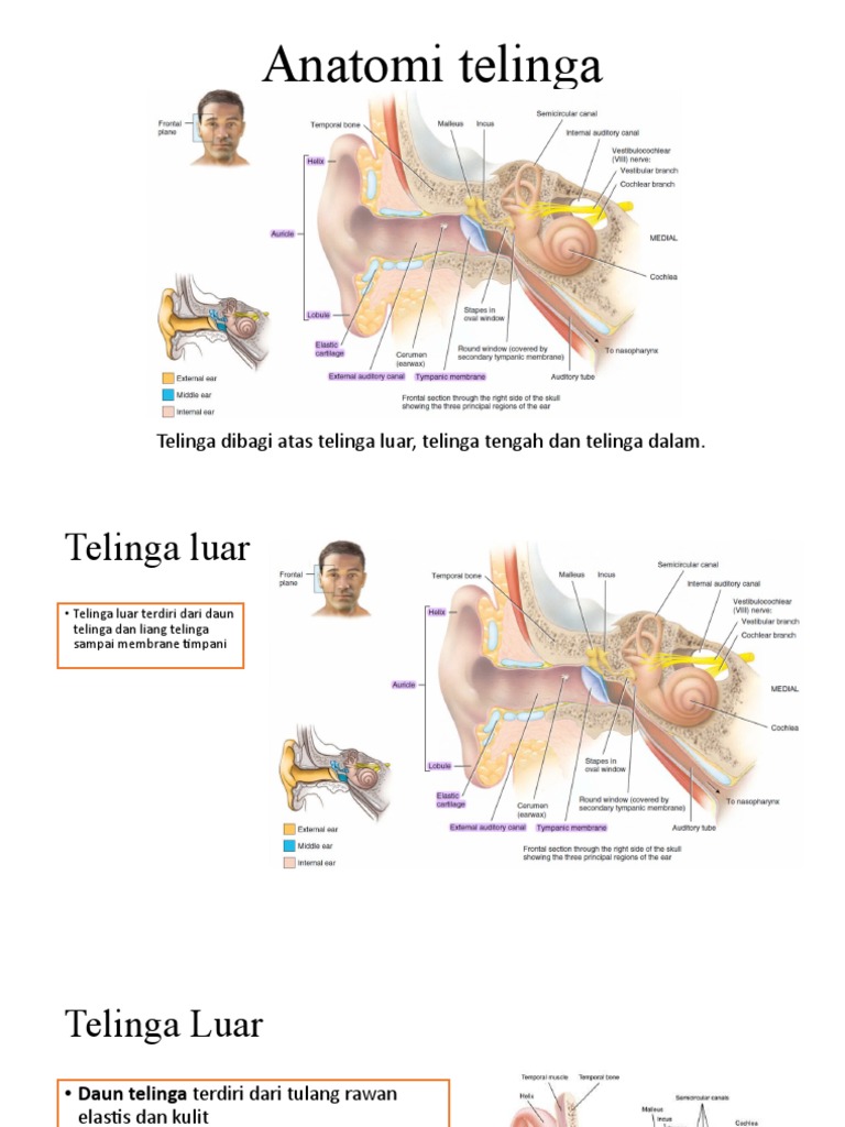 Anatomi Telinga Meh | PDF | Kajian Bahasa Asing | Kesehatan Holistik