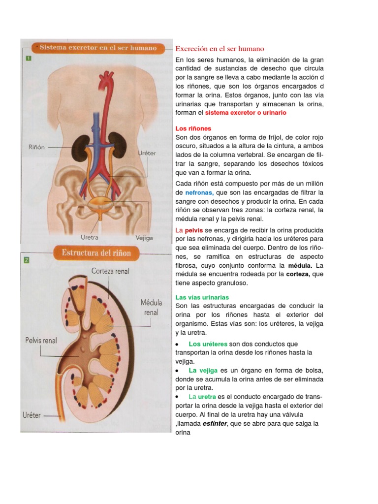 EXCRECIÓN EN EL SER HUMANO