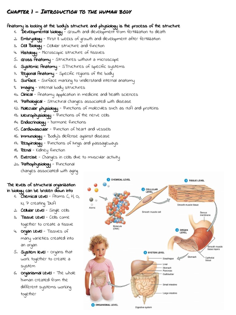 Introduction to Human Body Systems & Structures | PDF | Human Body ...