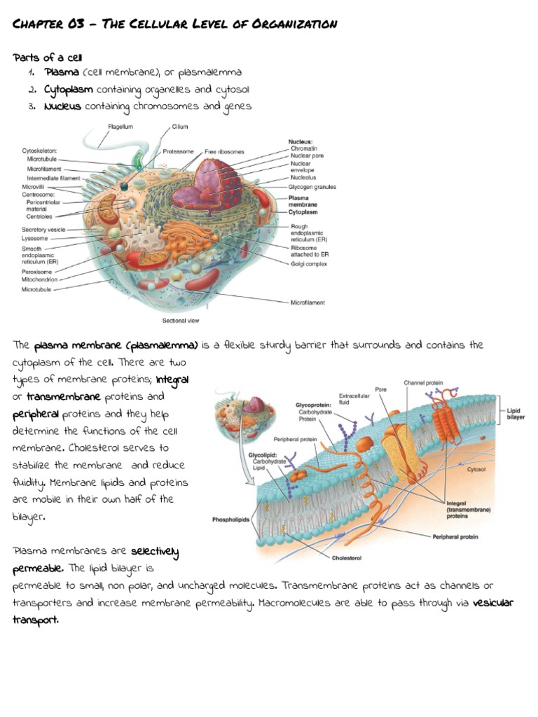 Anatomy and Physiology - The Cellular Level of Organization | PDF ...