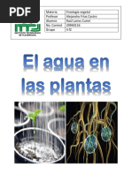 Apoplasto y Simplasto | PDF | Raíz | Biología Celular)