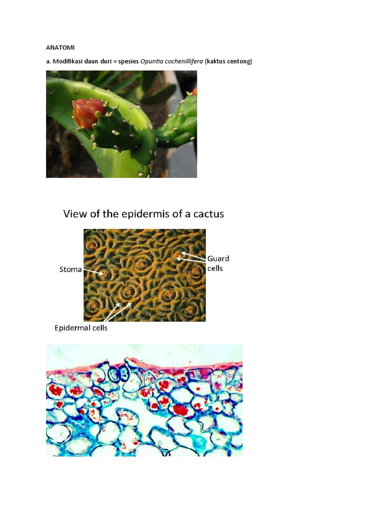 Anatomi Daun | PDF
