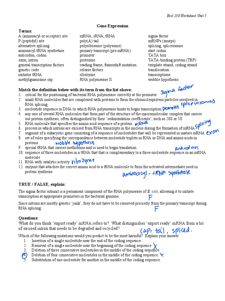 Worksheet Unit 5 - Gene Expression | PDF | Rna | Messenger Rna