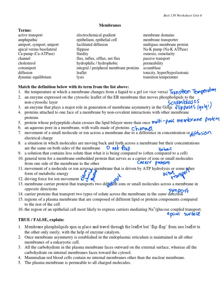 Membrane Transport Worksheet | PDF | Cell Membrane | Ion Channel