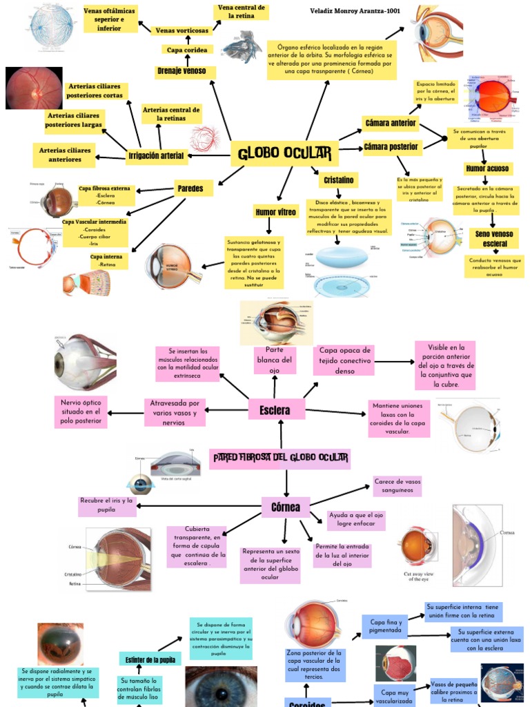 Mapas Mentales Órganos de La Visión | PDF | Ojo humano | Retina