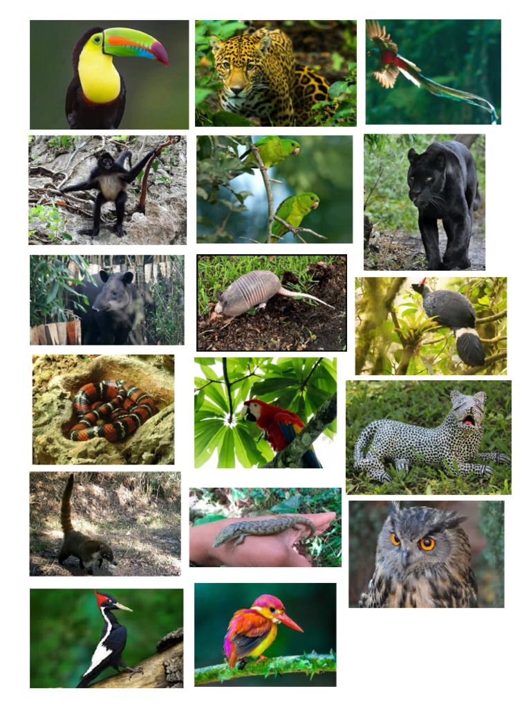 Animales de Chiapas | PDF