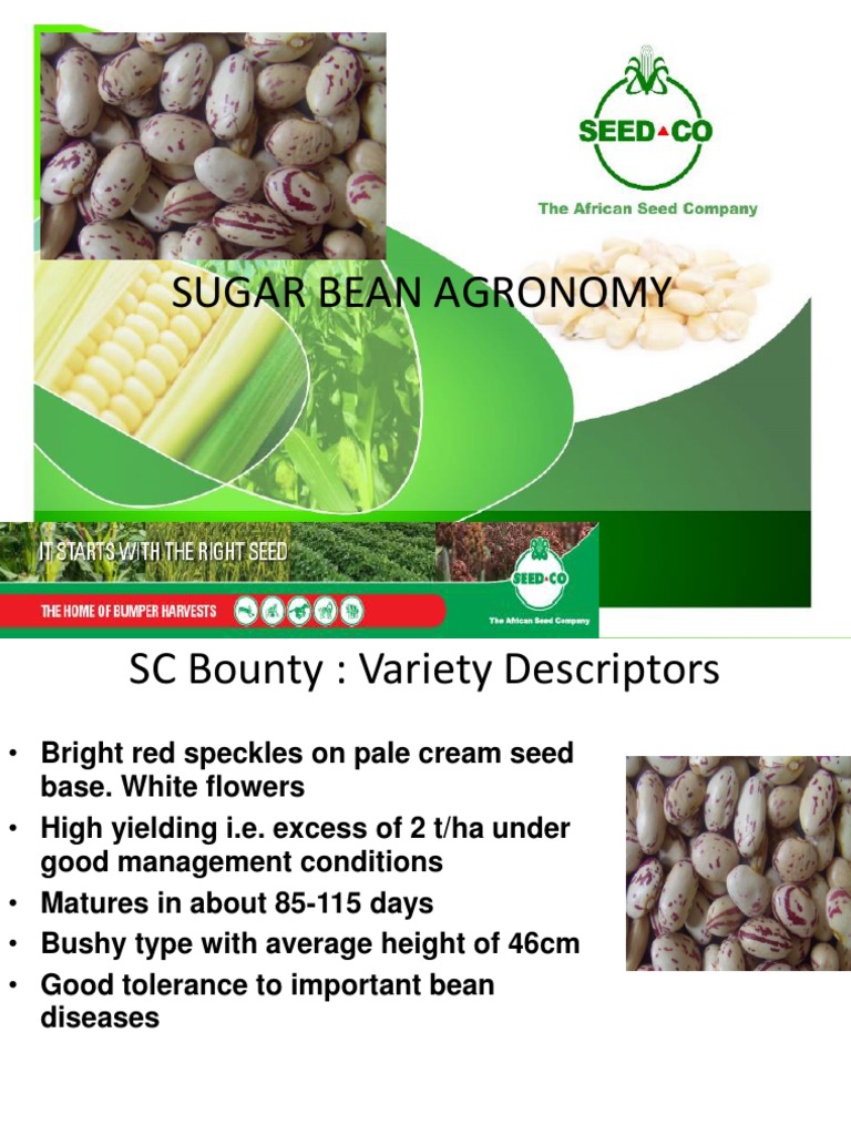 Sugar Bean Production Manual - 0 | PDF | Herbicide | Botany