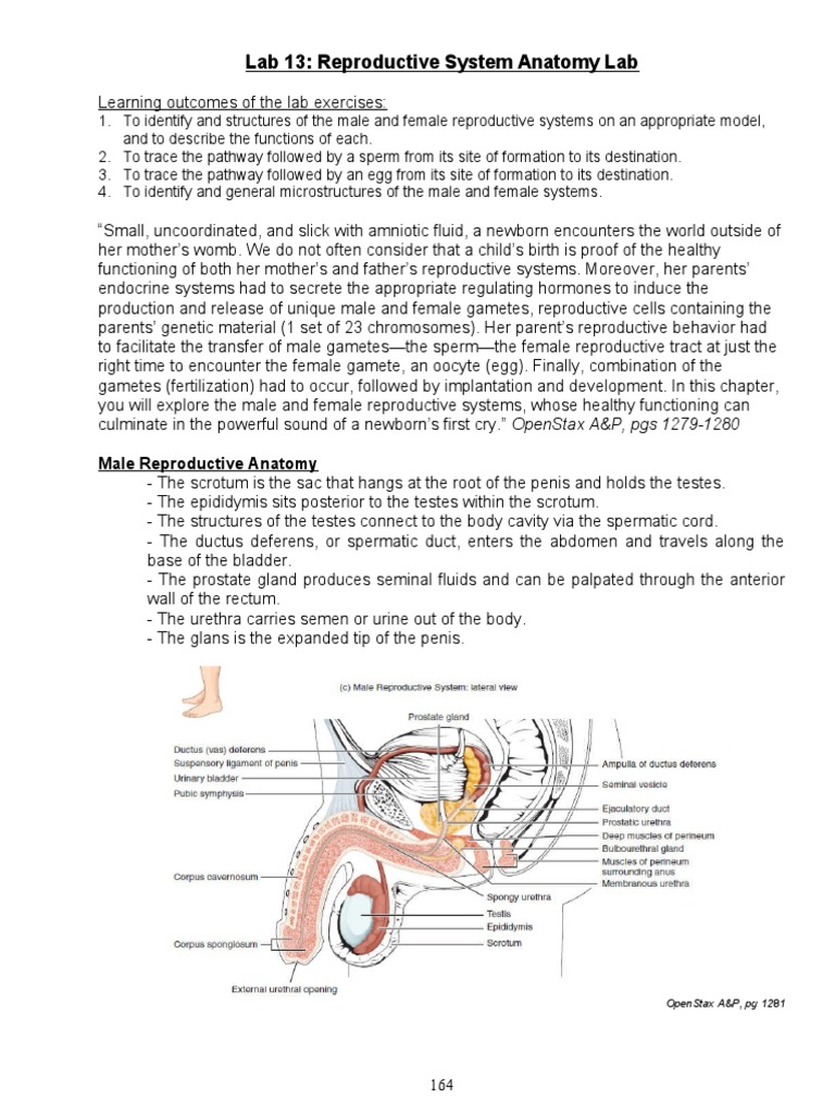 AP2 Lab13 Reproductive System Anatomy Lab SP21final | PDF | Uterus ...