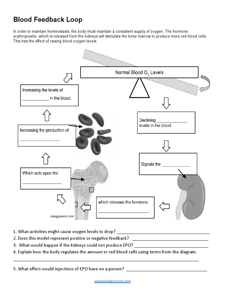 Blood Feedback Loop | PDF | Wellness
