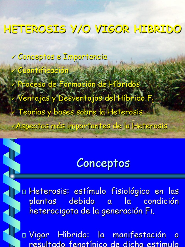 Heterosis y Vigor Híbrido en Plantas | PDF | Dominancia (Genética ...