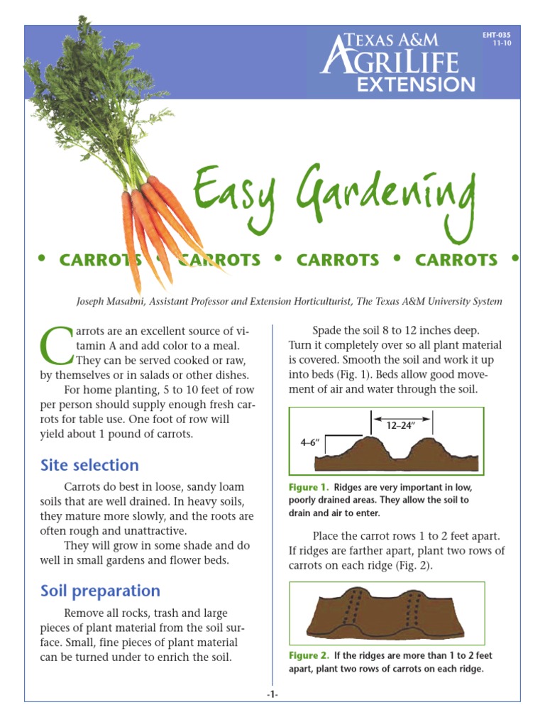 How To Grow Carrots | PDF | Carrot | Soil