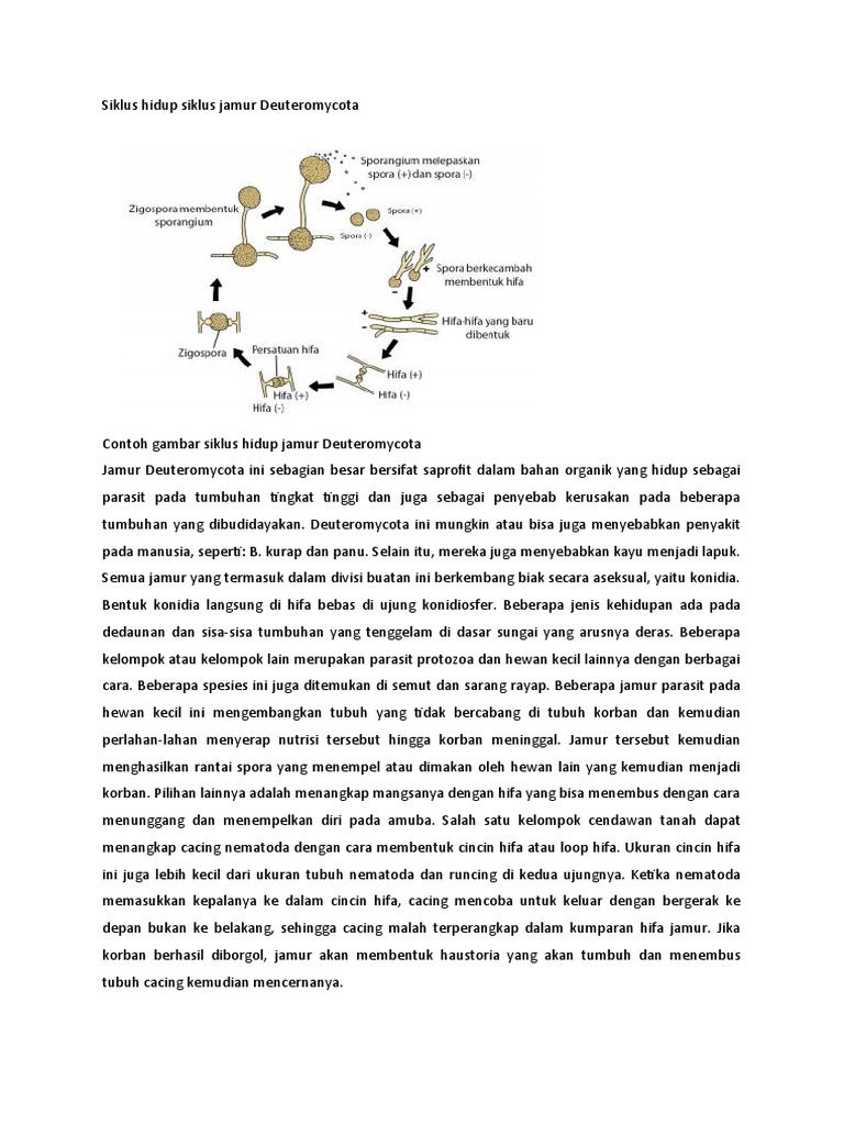 Siklus Hidup Deuteromycota | PDF