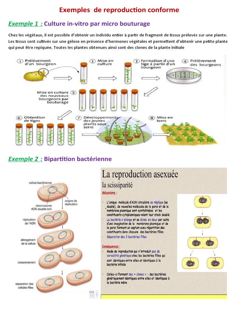 Exemples de Reproduction Conforme 3ème Math | PDF