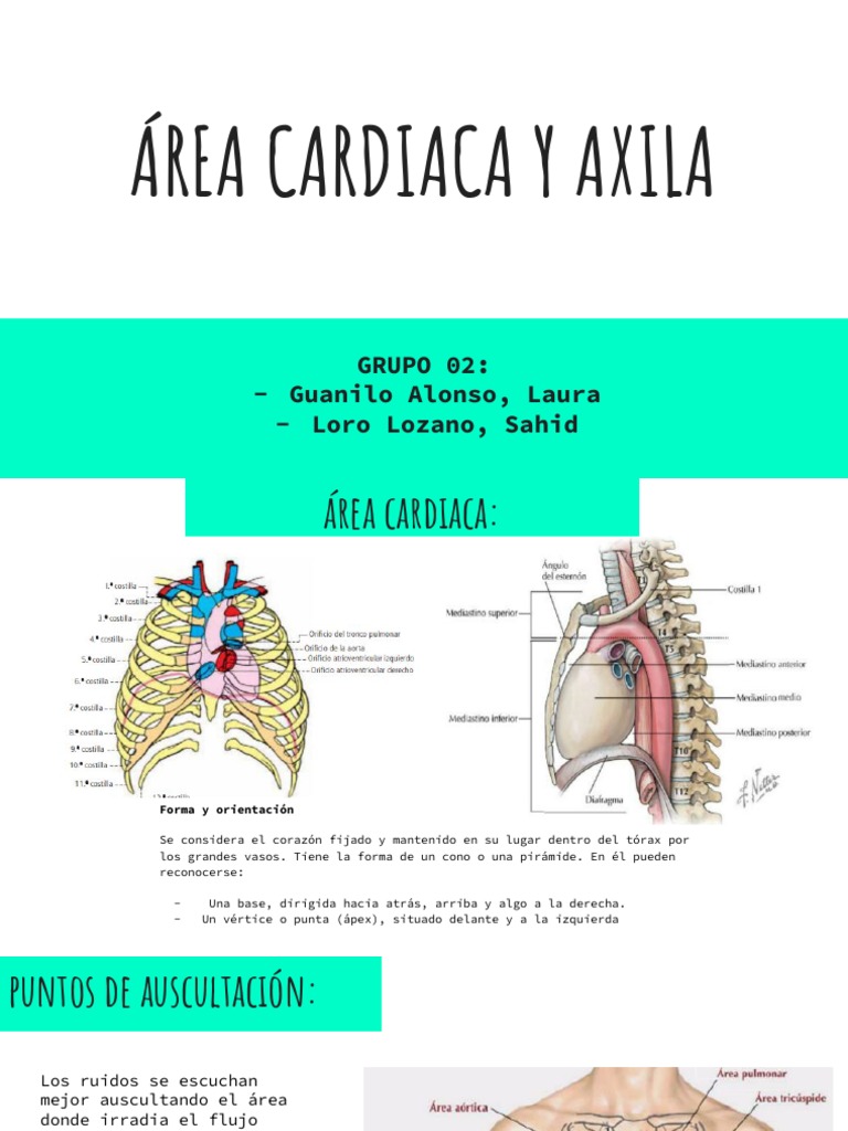 Area Cardiaca y Axila - Medicina Humana - Antenor Orrego | PDF ...