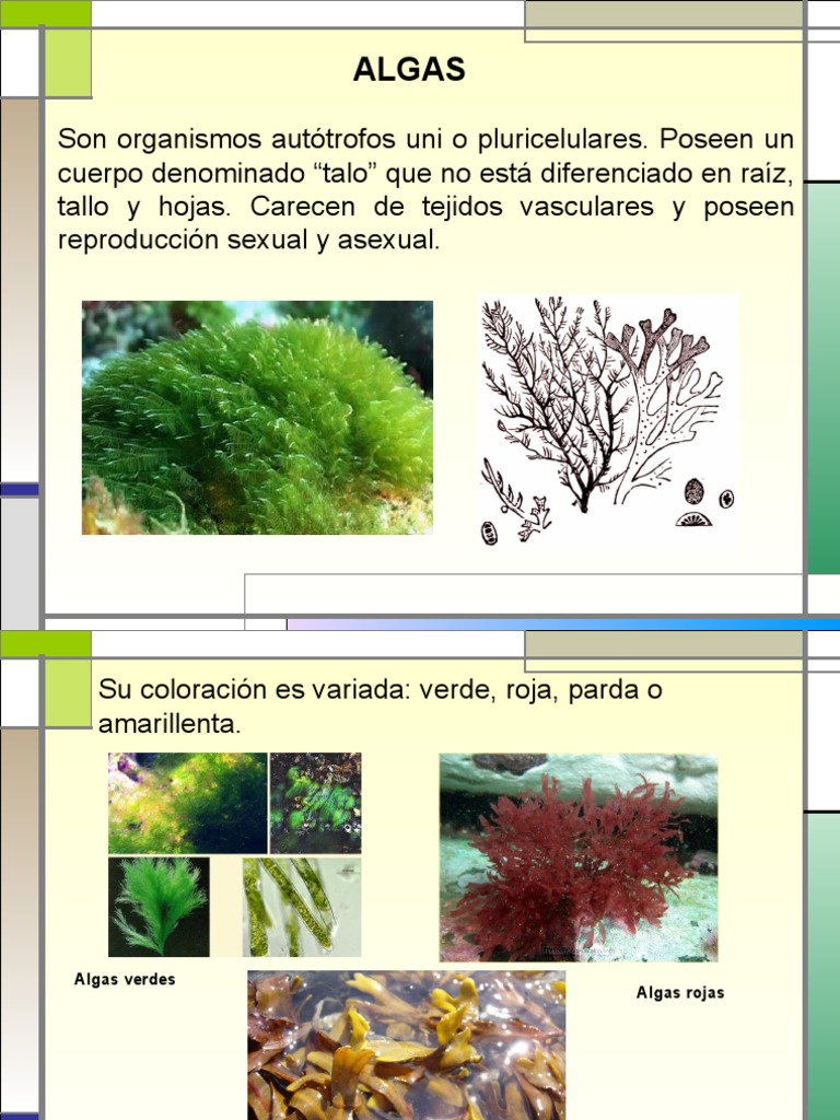 05 Algas | PDF | Algas | Reproducción sexual