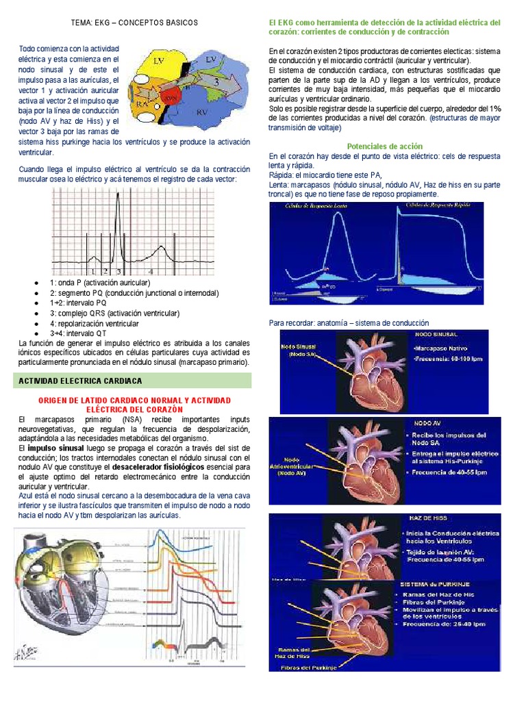 EKG 1 Completo | Descargar gratis PDF | Electrocardiografia | Corazón