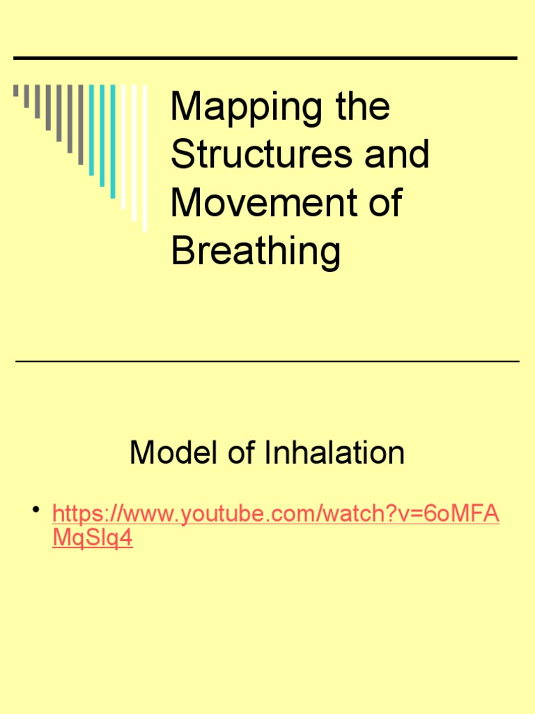 Mapping The Structures and Movement of Breathing | Download Free PDF ...