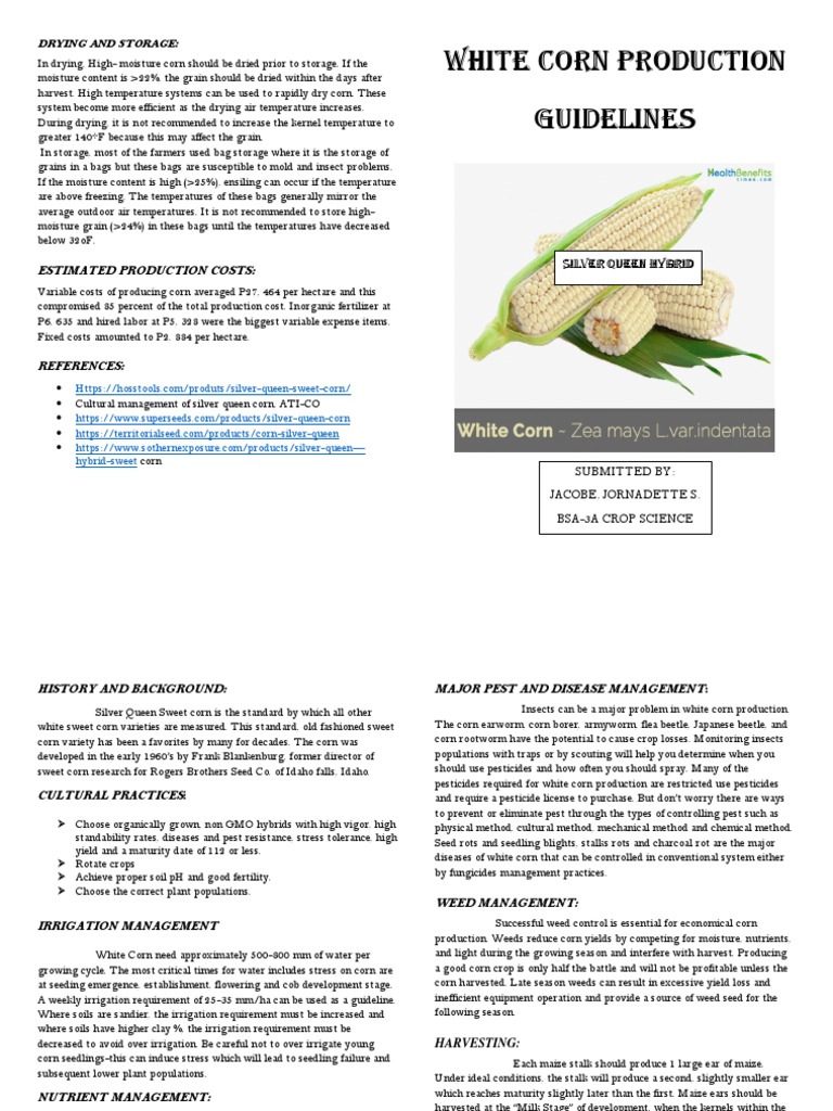 White Corn Production Guidelines: Drying and Storage | PDF | Maize | Soil